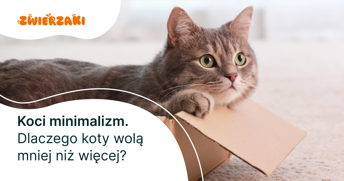Koci minimalizm. Dlaczego koty wolą mniej niż więcej?