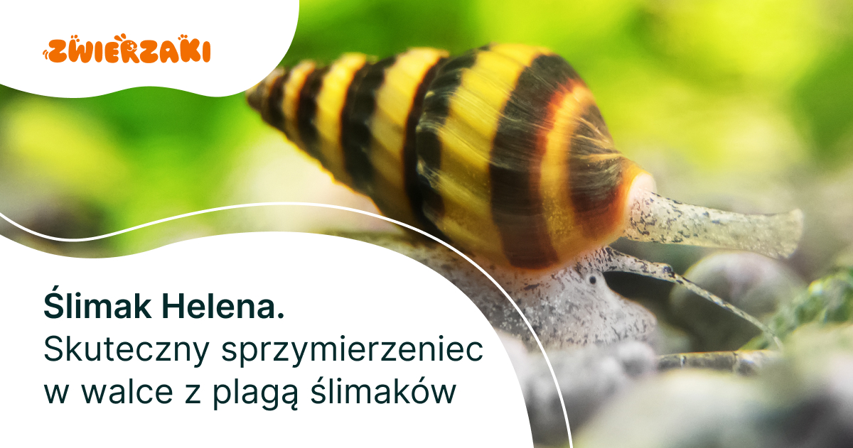 Ślimak Helena. Skuteczny sprzymierzeniec w walce z plagą ślimaków