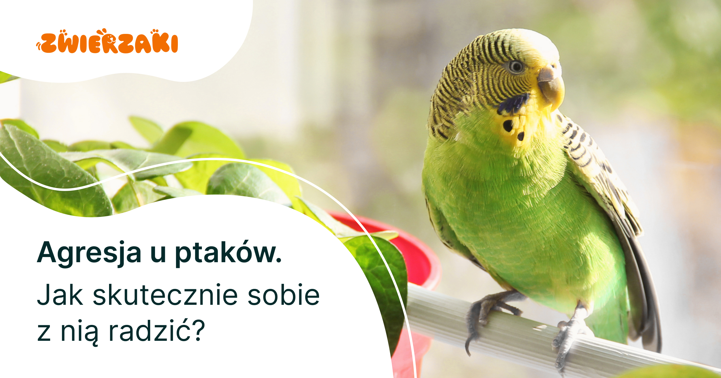 Agresja u ptaków. Jak skutecznie sobie z nią radzić?