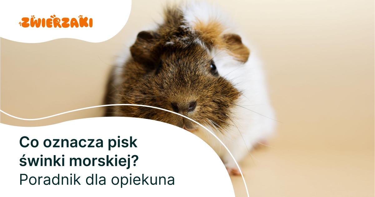 Co oznacza pisk świnki morskiej? Poradnik dla opiekuna