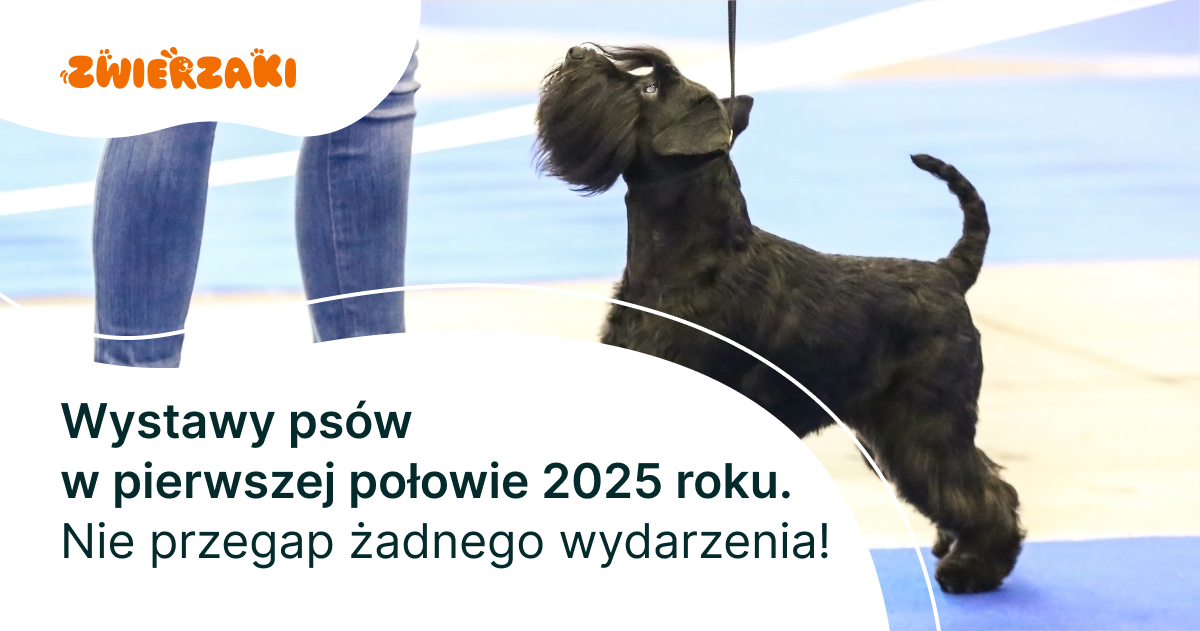 Wystawy psów w pierwszej połowie 2025. Nie przegap żadnego wydarzenia!