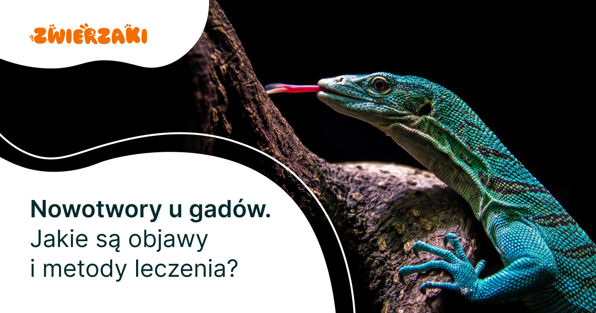 Nowotwory u gadów. Objawy i metody leczenia