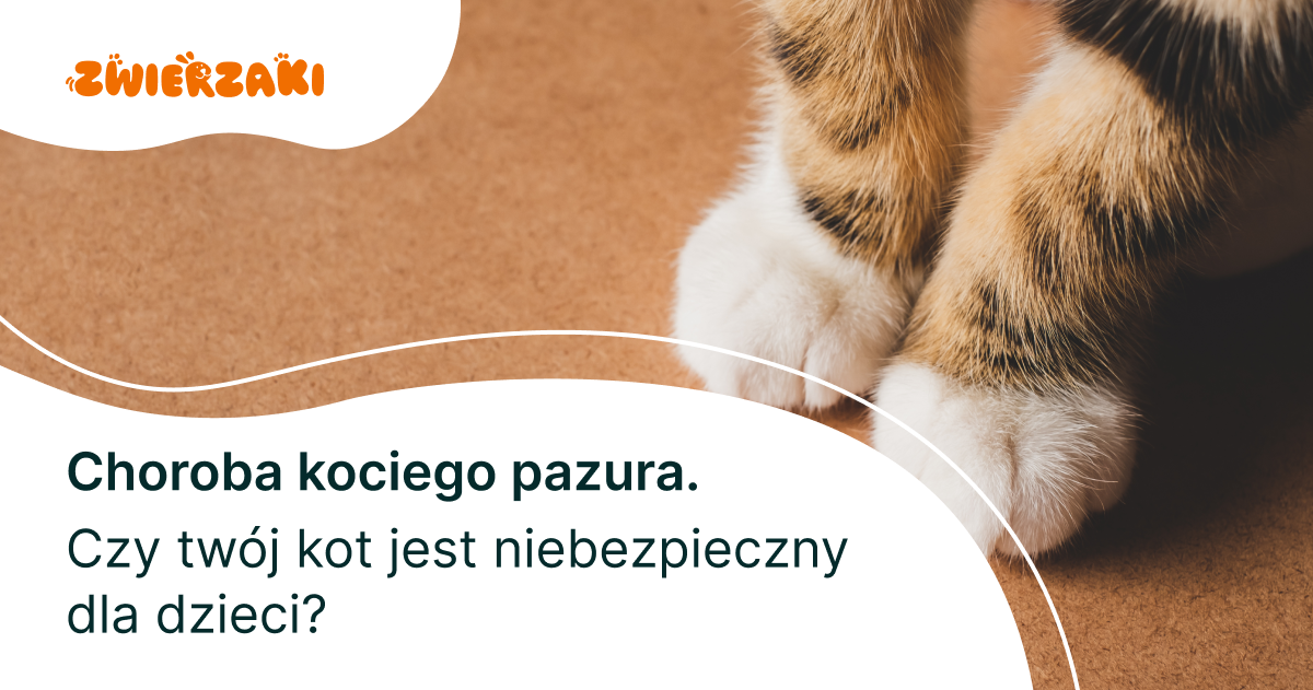Choroba kociego pazura. Czy twój kot jest niebezpieczny dla dzieci?