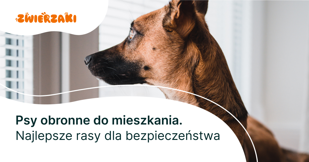 Psy obronne do mieszkania. Najlepsze rasy dla bezpieczeństwa