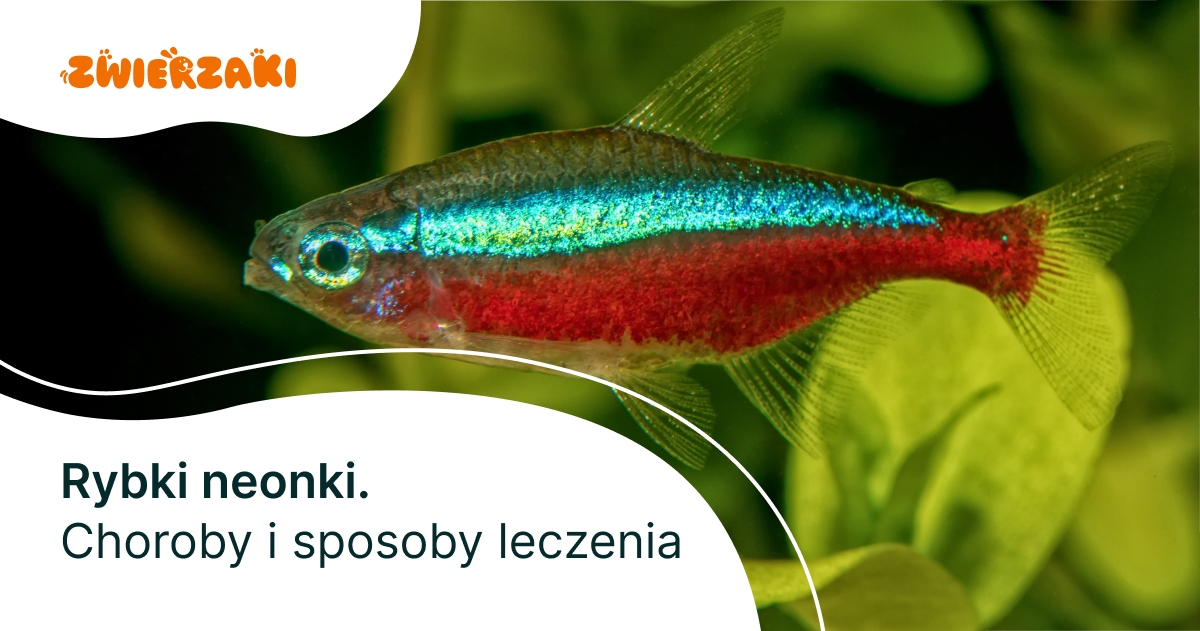 Rybki neonki. Choroby i sposoby leczenia