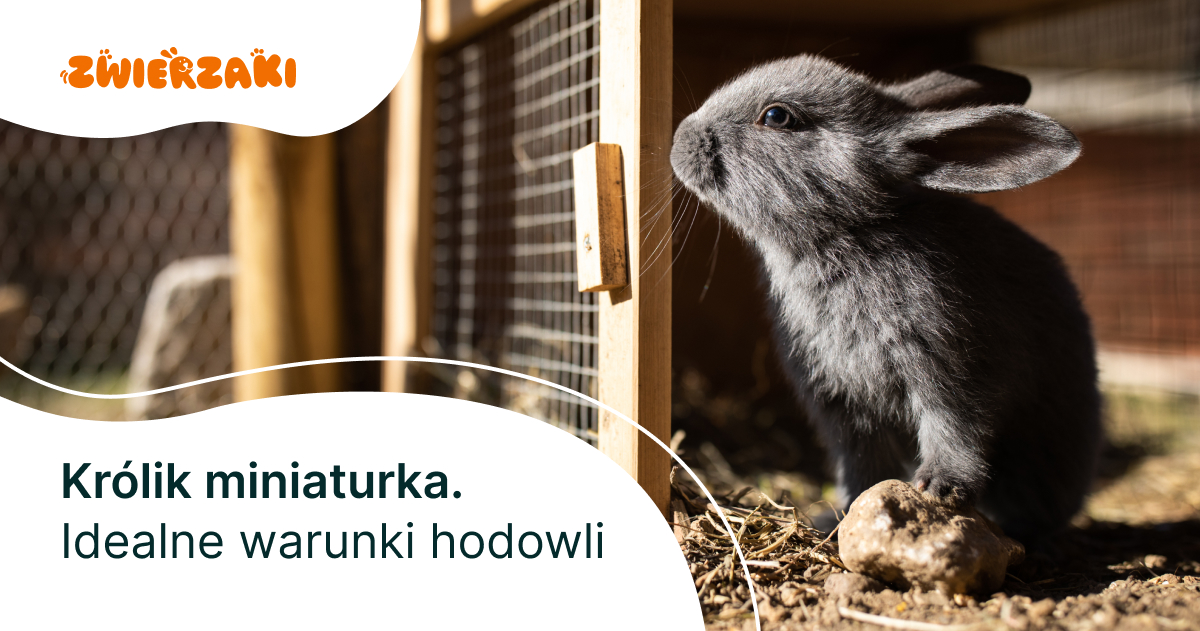 Królik miniaturka. Idealne warunki hodowli