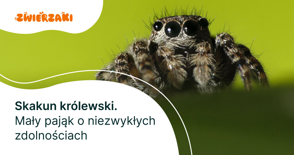 Skakun królewski. Mały pająk o niezwykłych zdolnościach