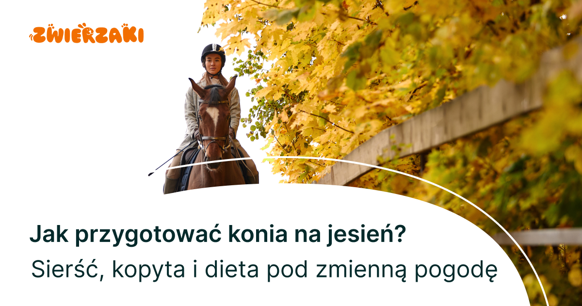 Jak przygotować konia na jesień? Sierść, kopyta i dieta pod zmienną pogodę