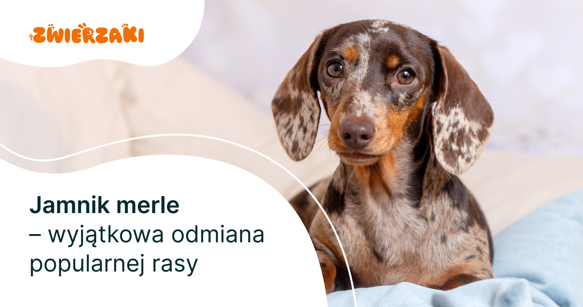 Jamnik merle – wyjątkowa odmiana popularnej rasy