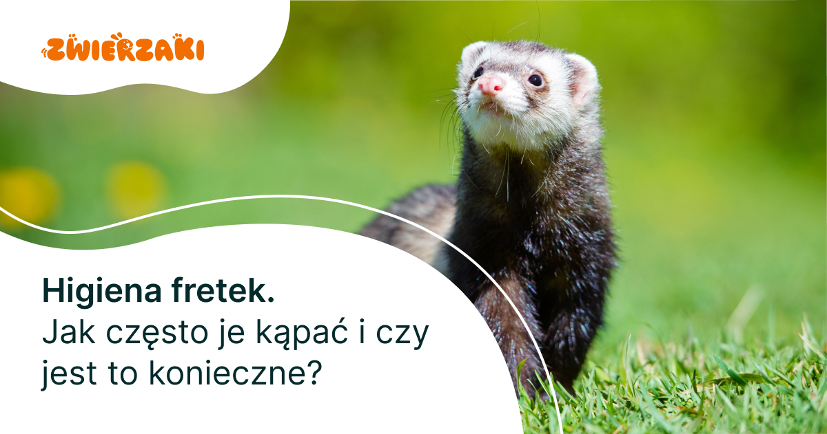 Higiena fretek. Jak często je kąpać i czy jest to konieczne?